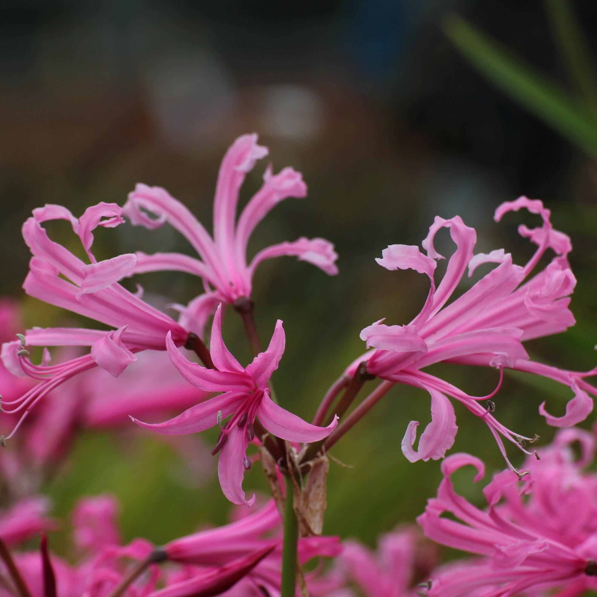 Nerine Bouquet