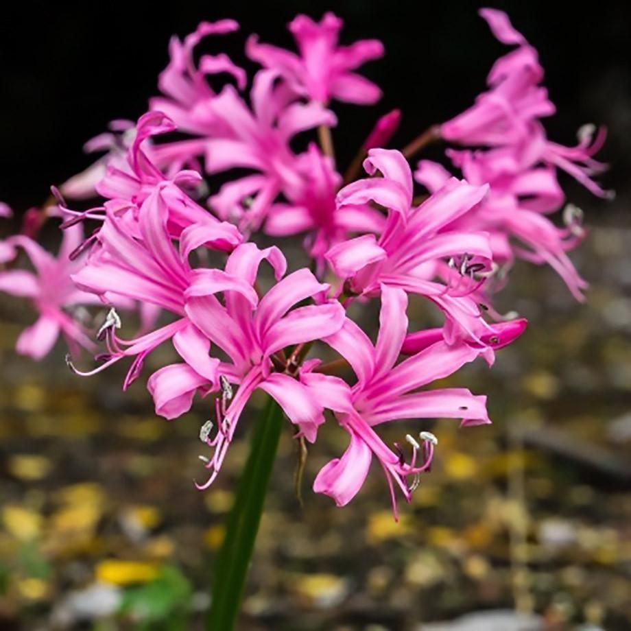 Nerine Flower