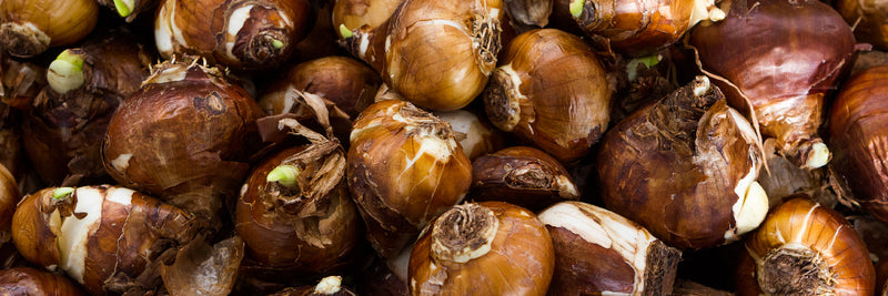 Quick & Easy Bulb Planting – Easy To Grow Bulbs