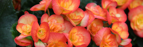 How to Grow and Enjoy Tuberous Begonias – Easy To Grow Bulbs