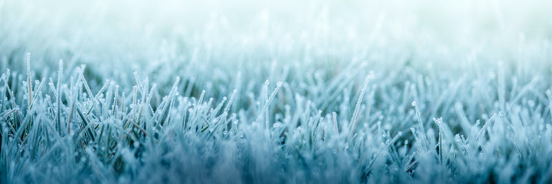 8 Cold-Weather Garden Chores – Easy To Grow Bulbs