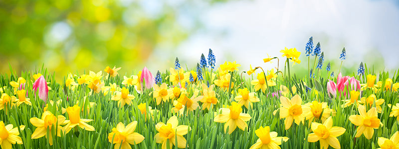 Spring Pictures For Facebook Cover