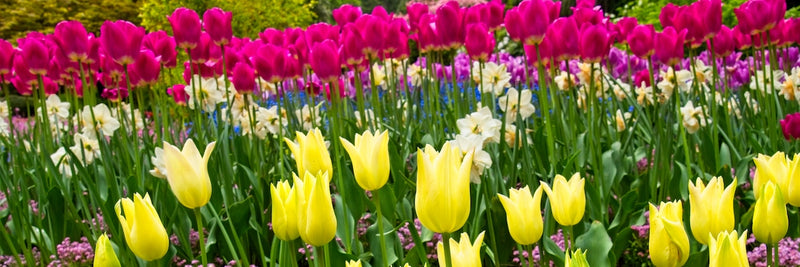 Layering Bulbs in Containers – Easy To Grow Bulbs