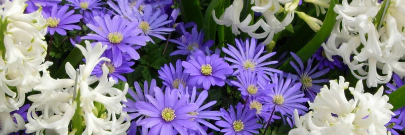 Top 11 Early Spring Blooming Bulbs – Easy To Grow Bulbs