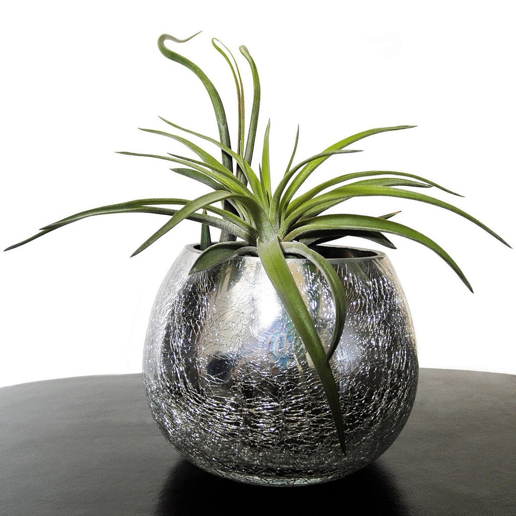 Tillandsia - How to Care for Air Plants – Easy To Grow Bulbs