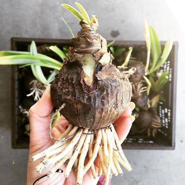 Why Buy Our Bulbs? Value! – Easy To Grow Bulbs