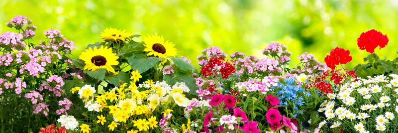 Summer Flowers Facebook Covers