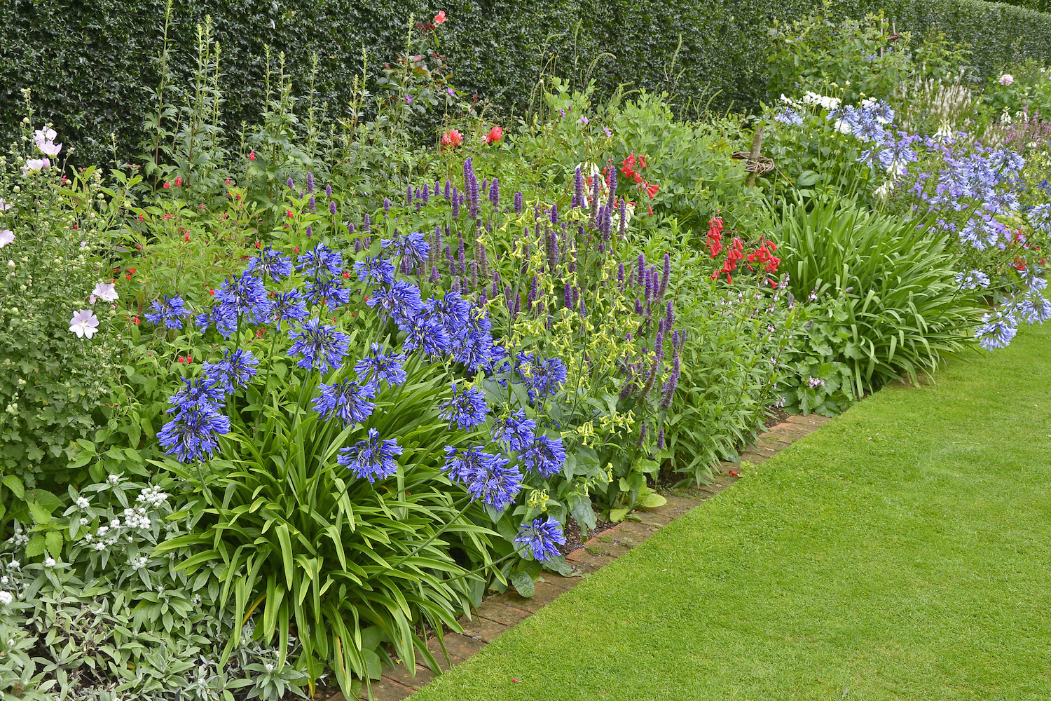 How to Layer Bulbs and Perennials for Nonstop Bloom – Easy To Grow Bulbs