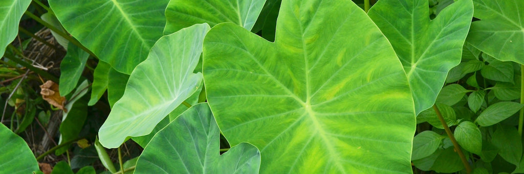 All About Elephant Ears – Easy To Grow Bulbs
