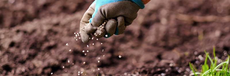 How to Fertilize Bulbs – Easy To Grow Bulbs