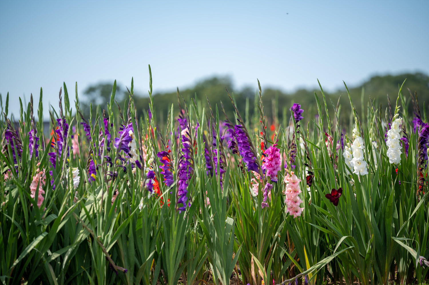 Belladonna Lily Bulbs for Sale | Naked Lady Bulbs – Easy To Grow Bulbs