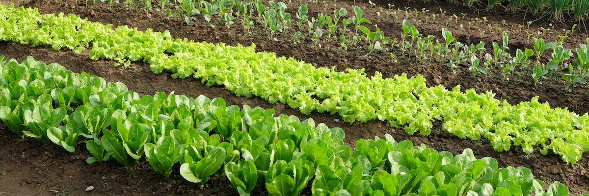 10 Insider Tips for Growing Edibles – Easy To Grow Bulbs