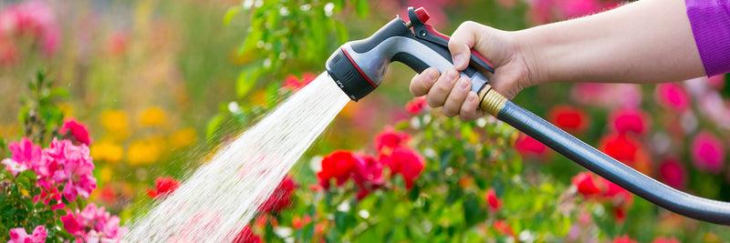 How to Water Bulbs – Easy To Grow Bulbs