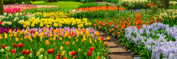 Designing with Spring-Blooming Bulbs – Easy To Grow Bulbs