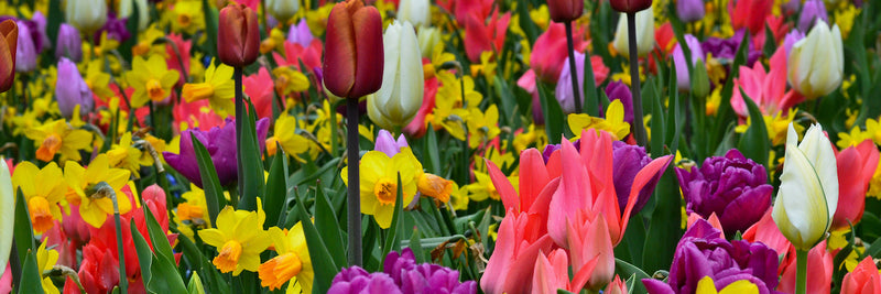 Fall-Planted Bulbs – Easy To Grow Bulbs