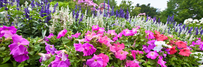 Color Theory in the Garden – Easy To Grow Bulbs