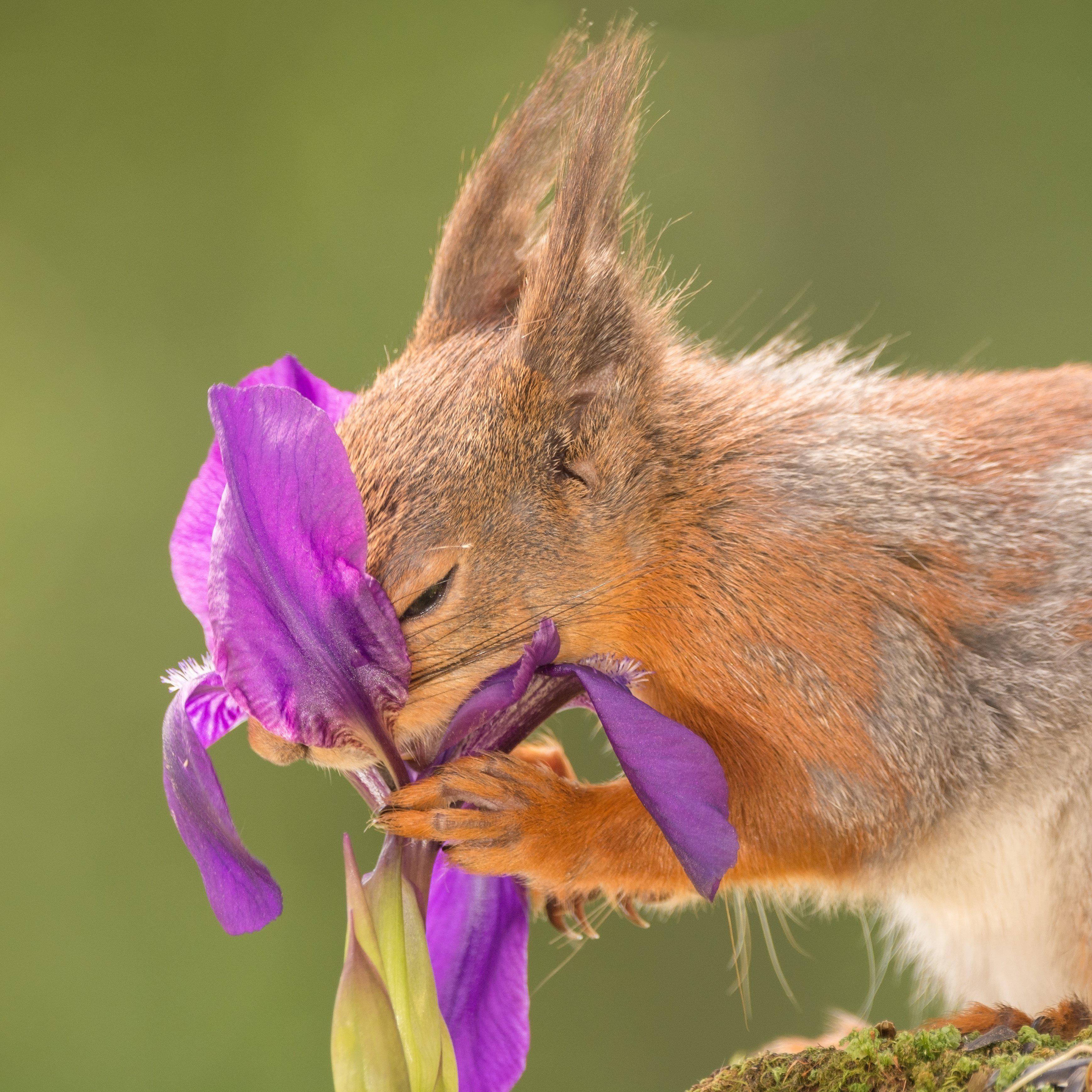Rodent Resistant Perennials