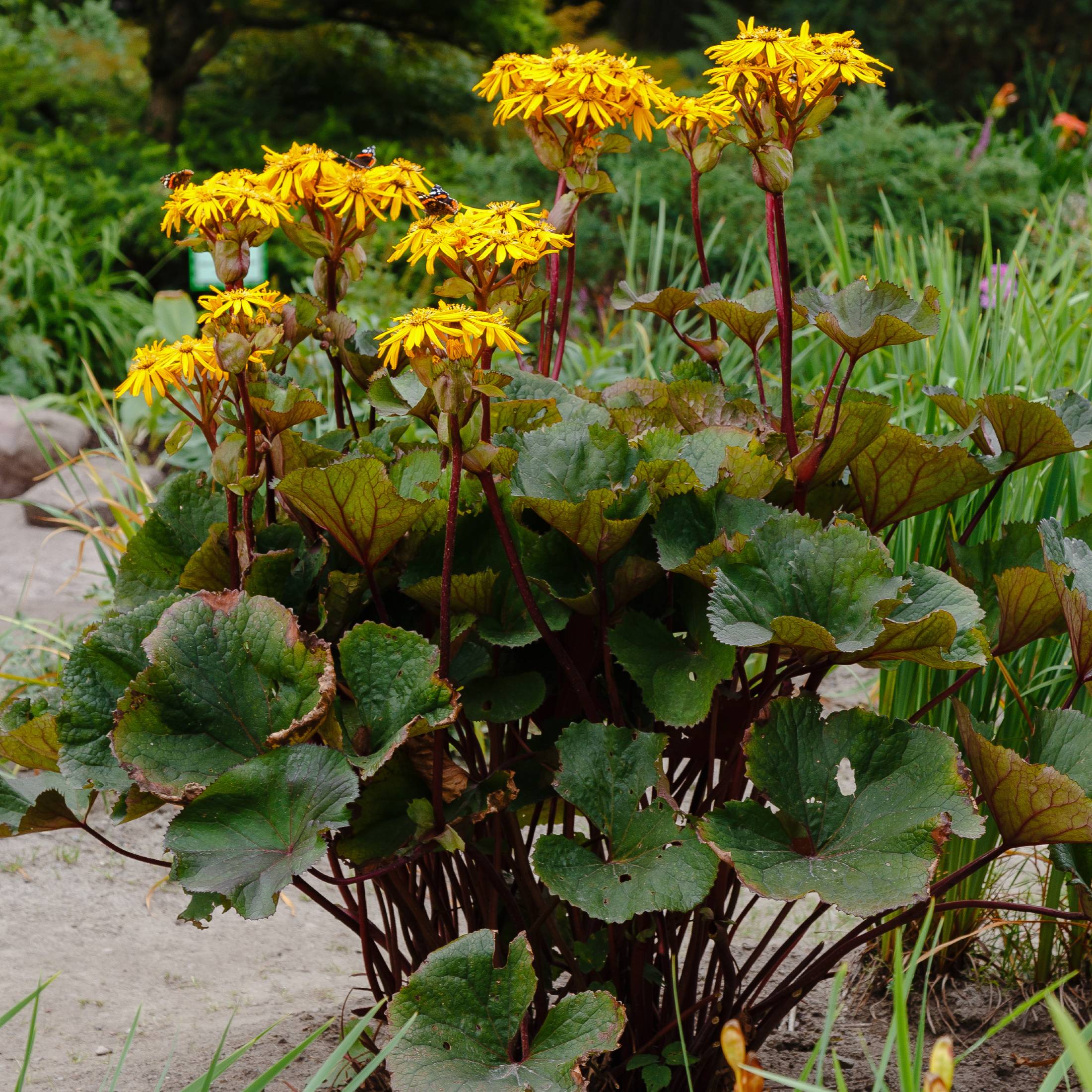 Ligularia (Leopard Plant) – Easy To Grow Bulbs