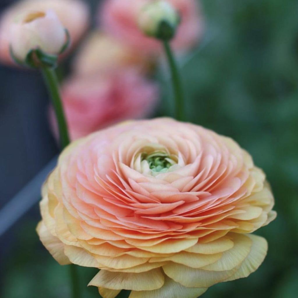 Italian Ranunculus & Anemones | Easy to Grow Bulbs – Easy To Grow Bulbs