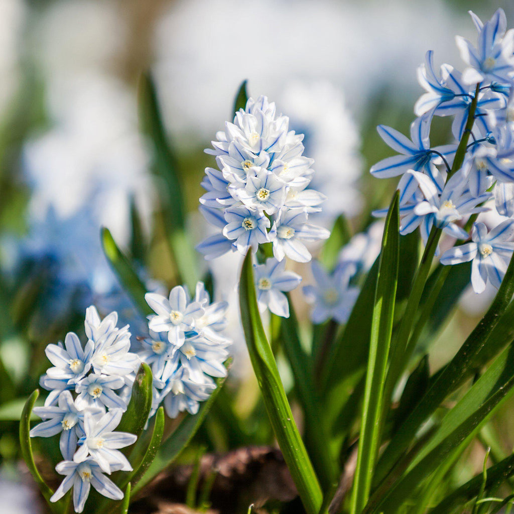 Scilla – Easy To Grow Bulbs