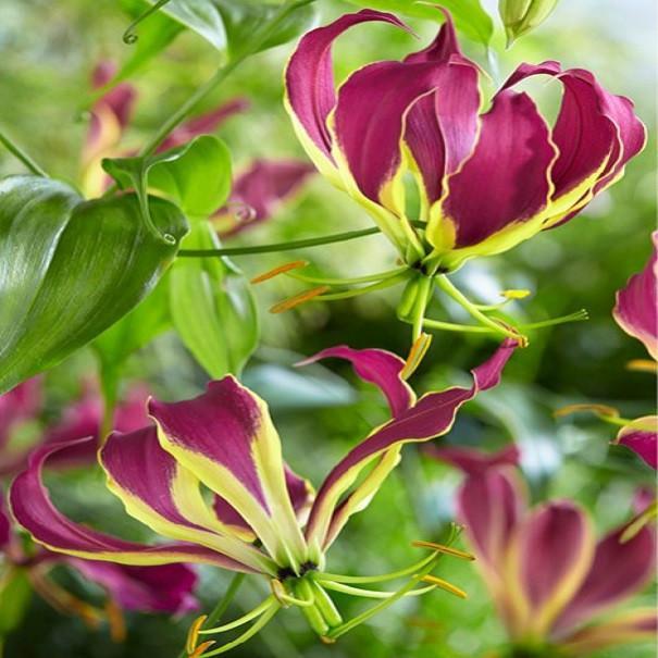 Exotic Glory Lily Bulbs For Sale Online | Gloriosa Lily – Easy To Grow ...