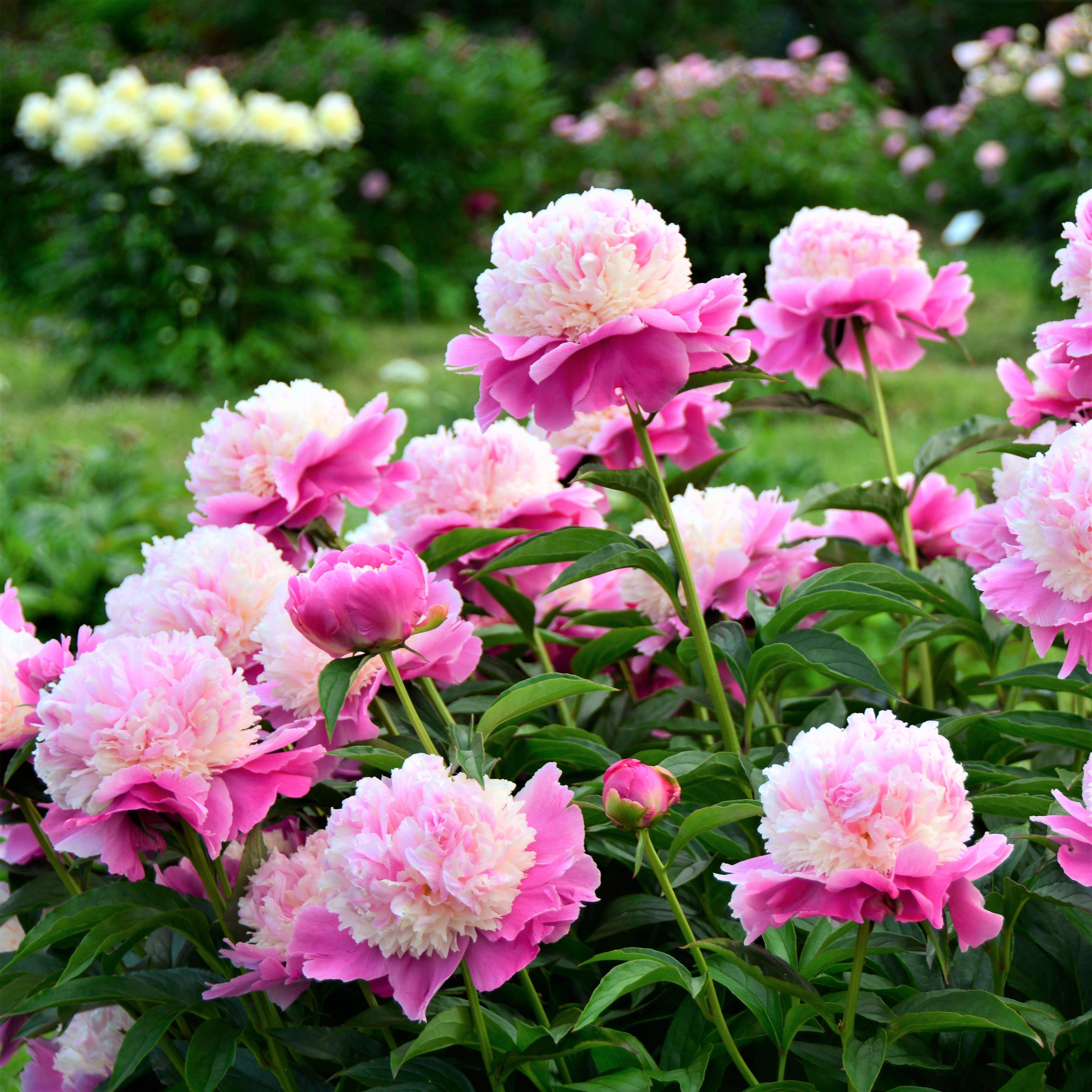 Easy to Grow | Peony Divisions, Fall & Spring Planted Options – Easy To ...
