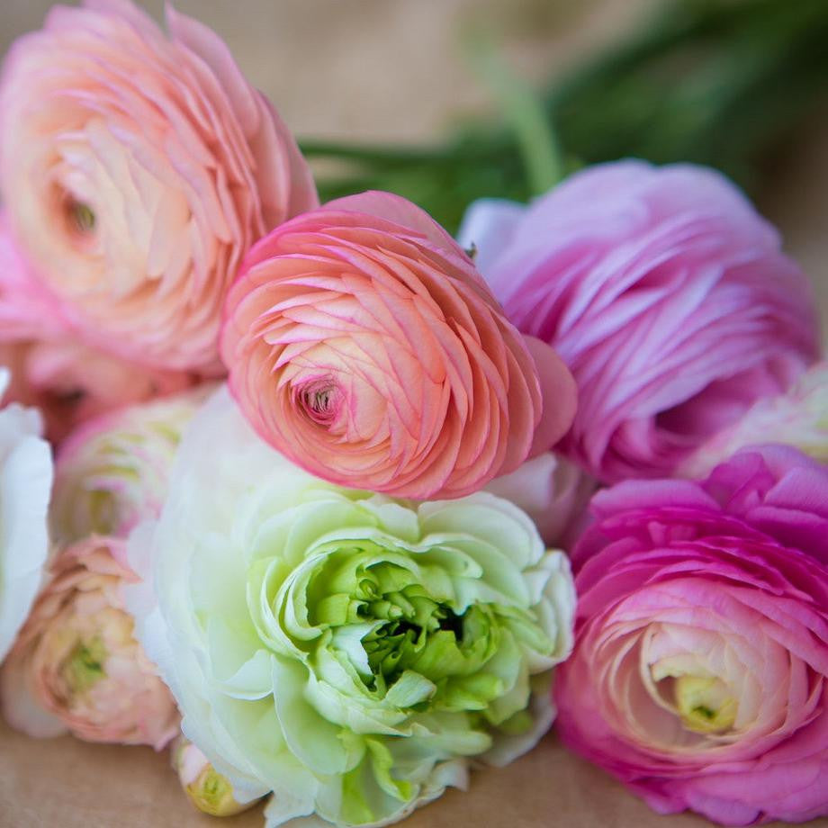 Ranunculus Bulbs For Sale Online | Easy to Grow™ – Easy To Grow Bulbs