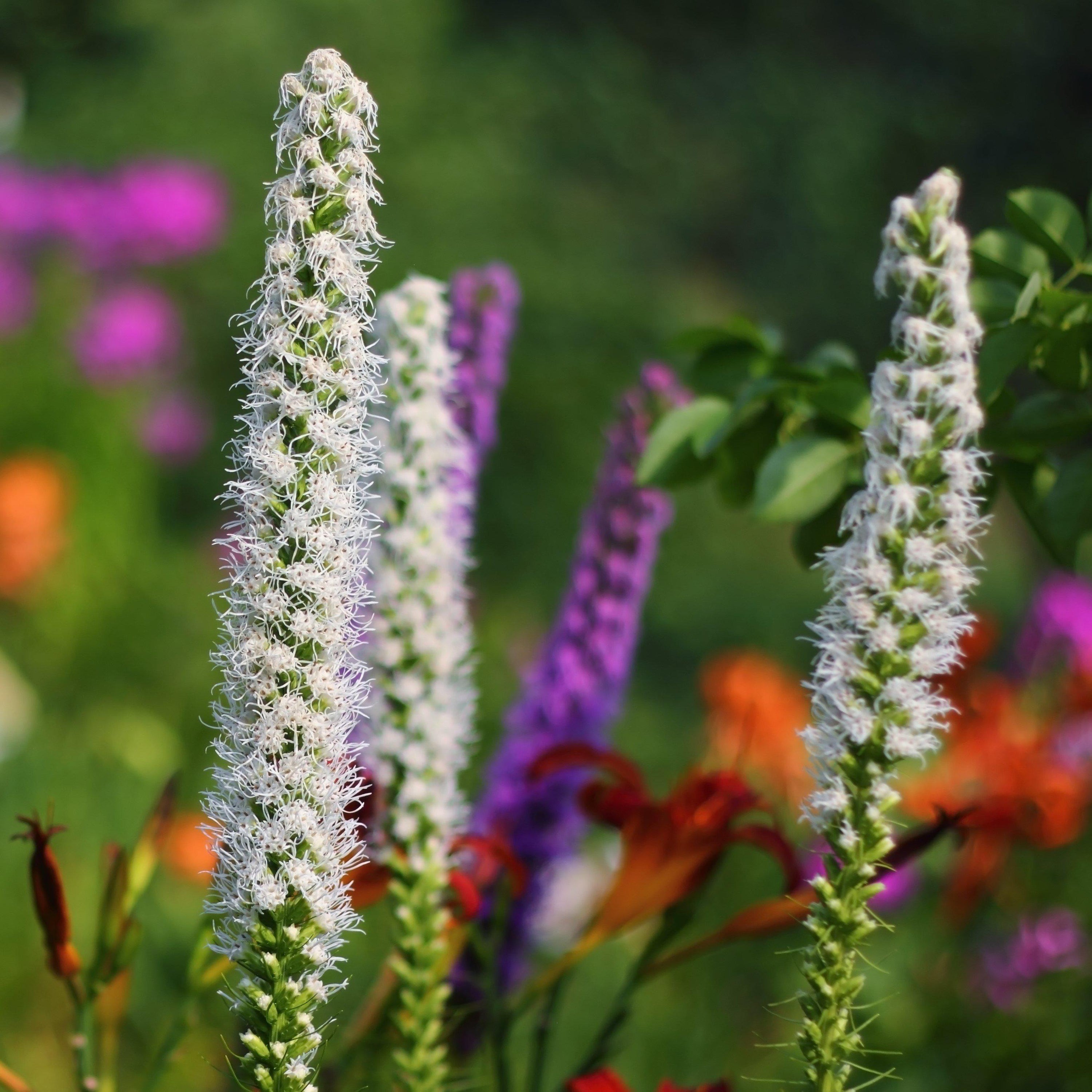 Easy to Grow Spring Flower Bulb Catalog – Easy To Grow Bulbs