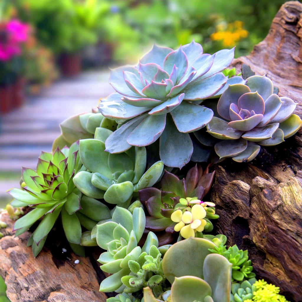 Easy to Grow Succulents – Easy To Grow Bulbs