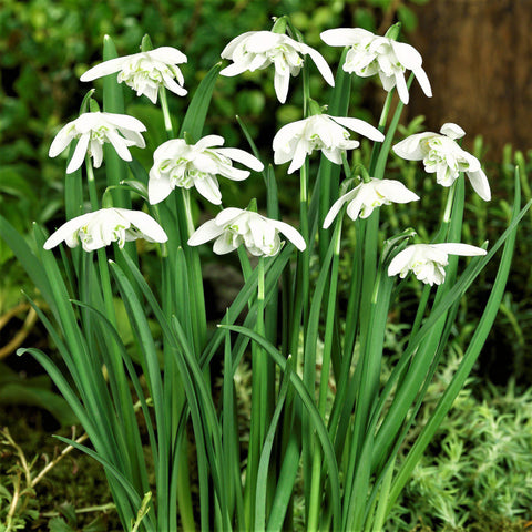 Snowdrop (Galanthus) Bulbs for Sale – Easy To Grow Bulbs