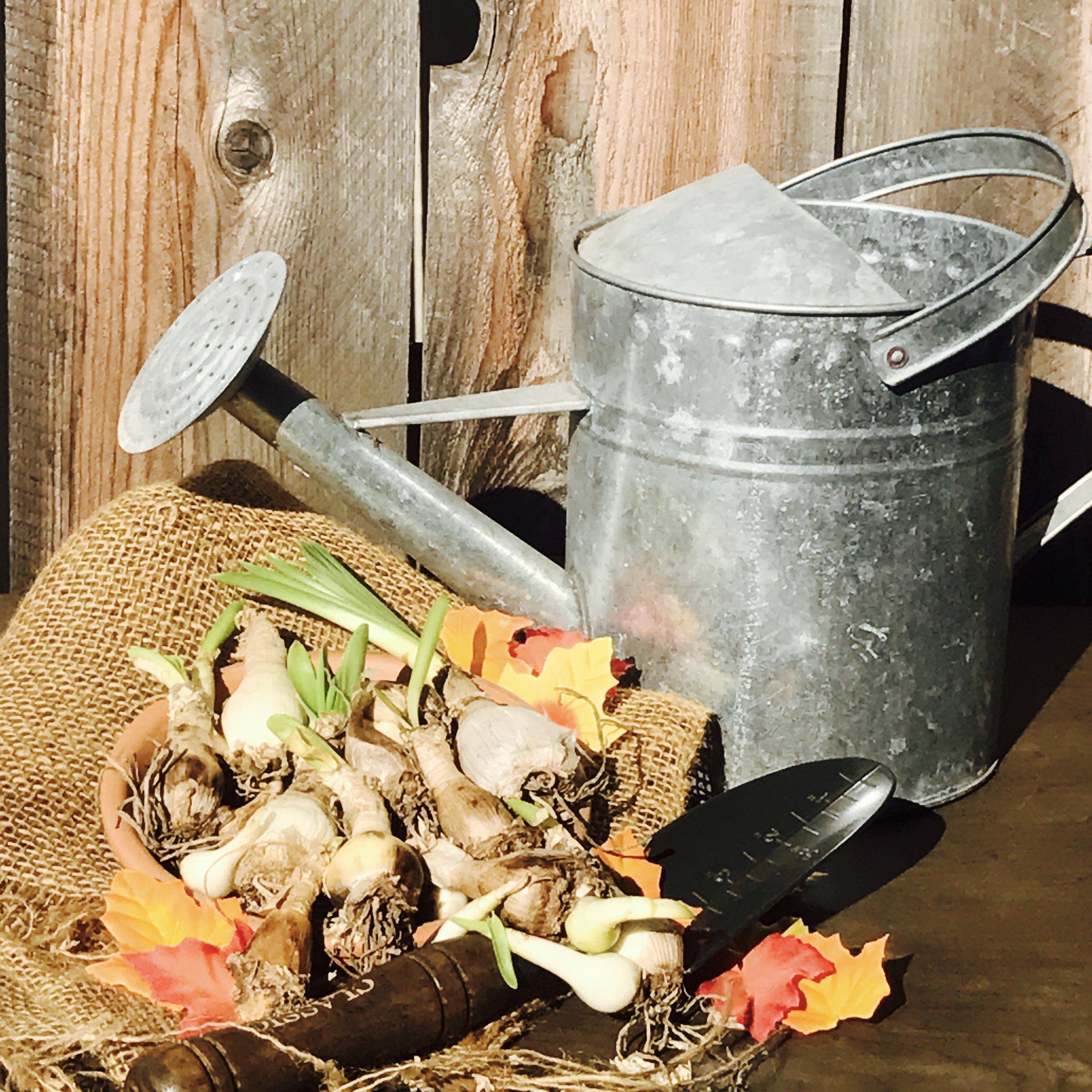 Buy Fall Planted Bulbs Online - Easy to Grow Bulbs – Easy To Grow Bulbs