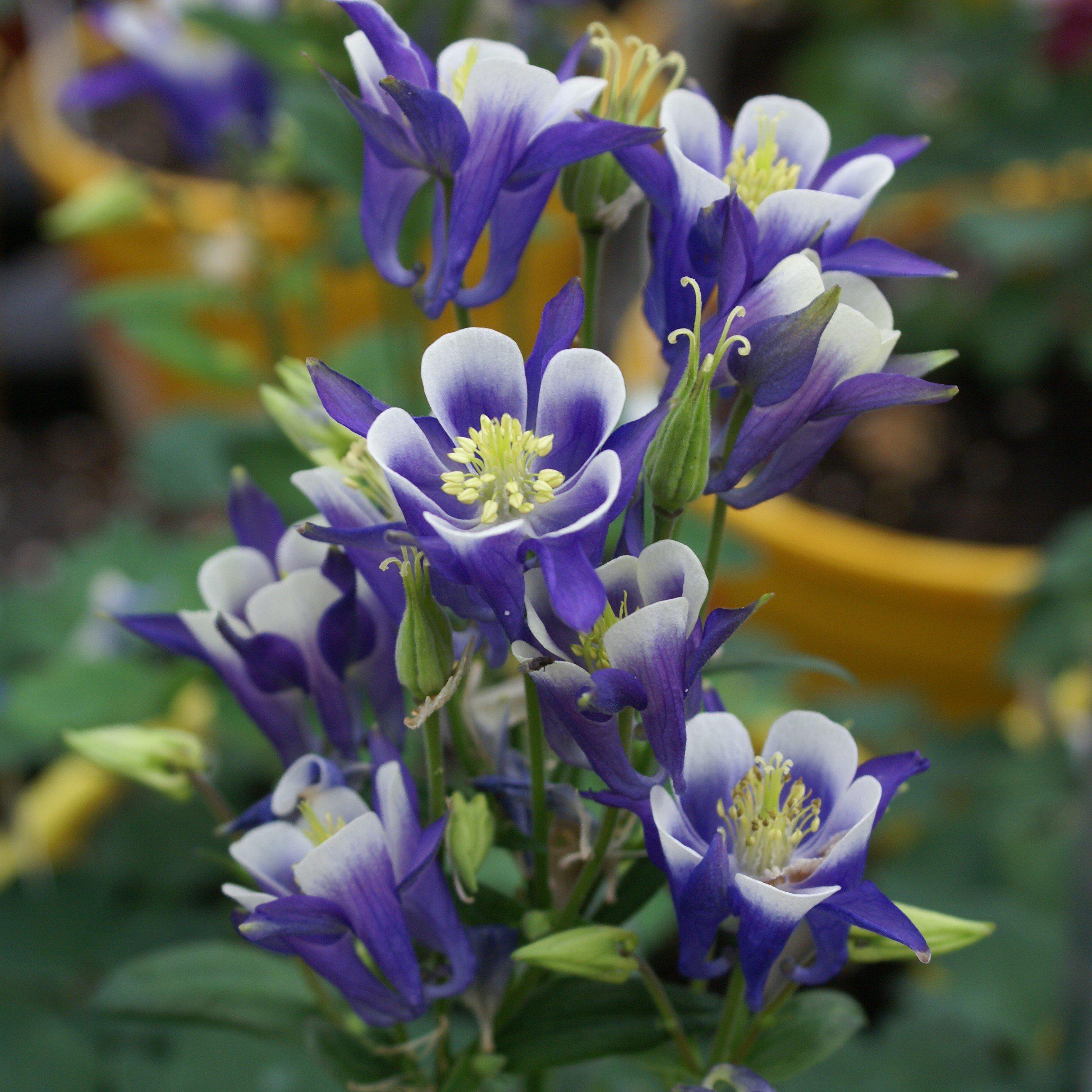 Stunning Starter Plant For Sale Online | Columbine (Aquilegia) – Easy ...
