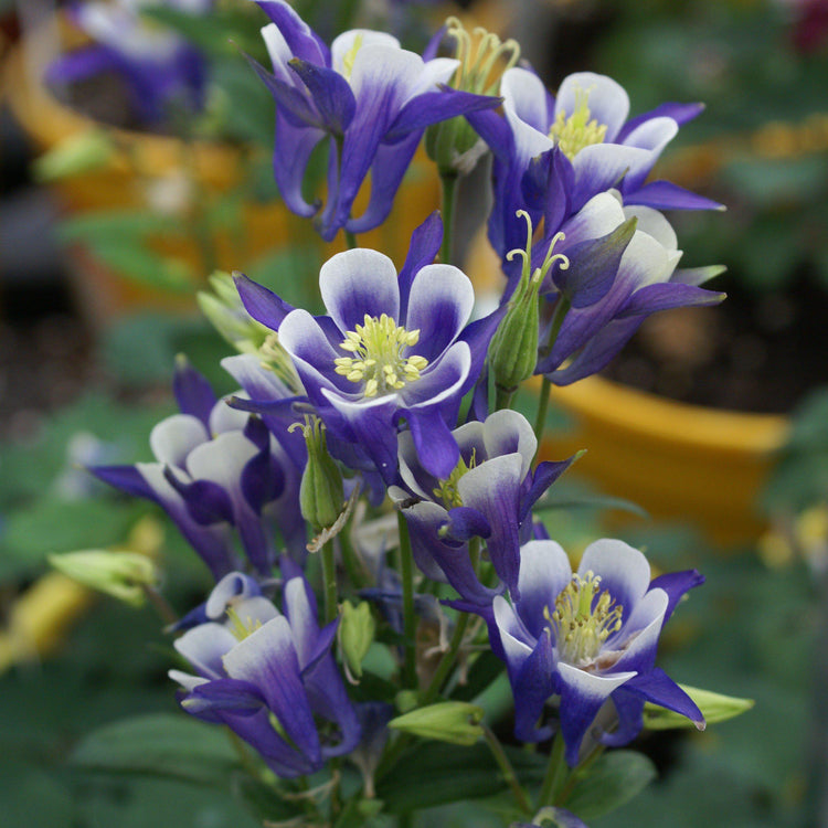 Shop Our Potted Plants Catalog from Easy to Grow – Easy To Grow Bulbs