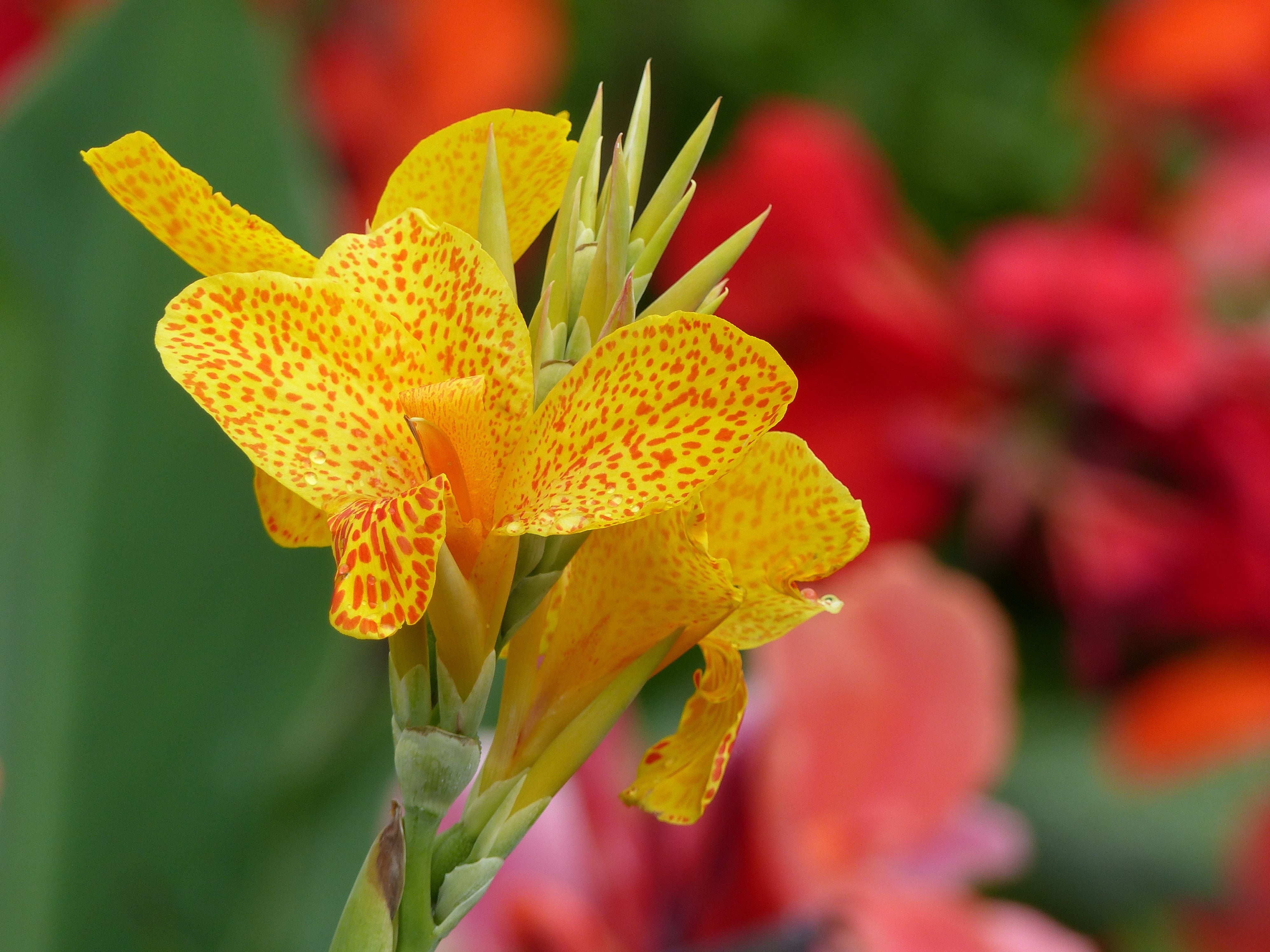 Tropical Bulbs & Plants For Sale | Easy to Grow™ – Easy To Grow Bulbs