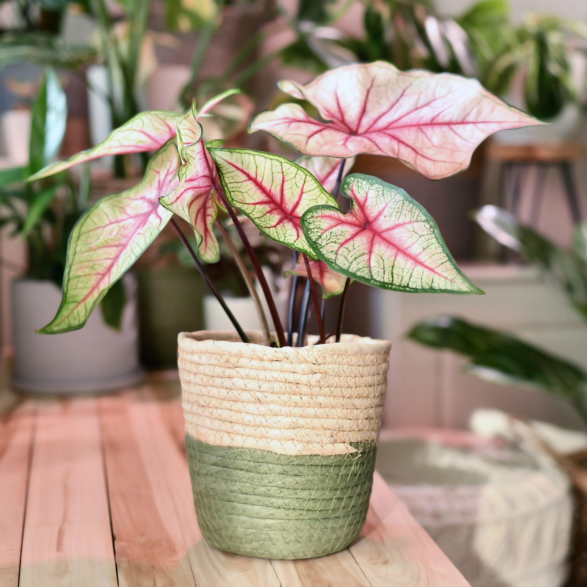 Indoor Gardening – Easy To Grow Bulbs