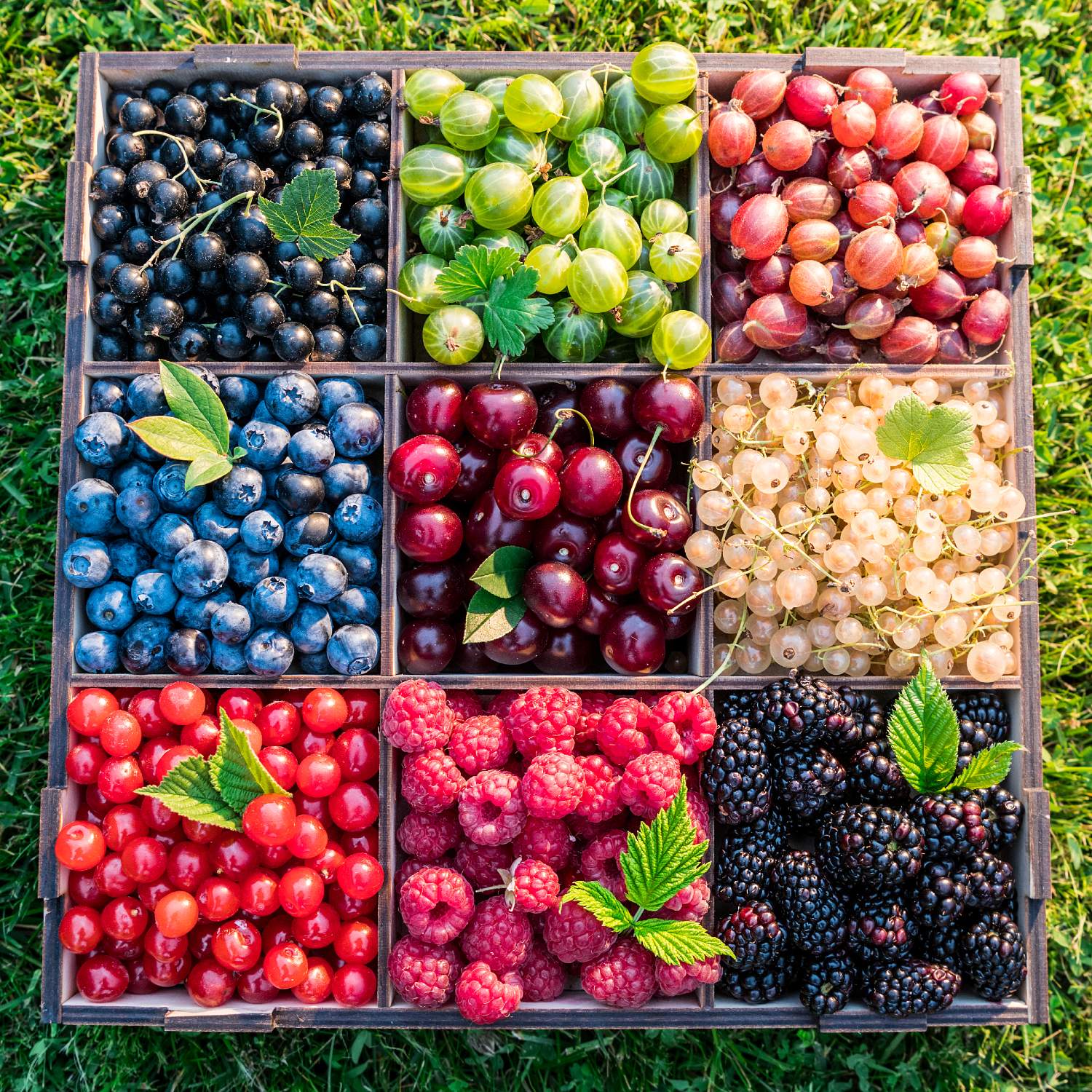 Berry Plants for Sale | Easy to Grow – Easy To Grow Bulbs