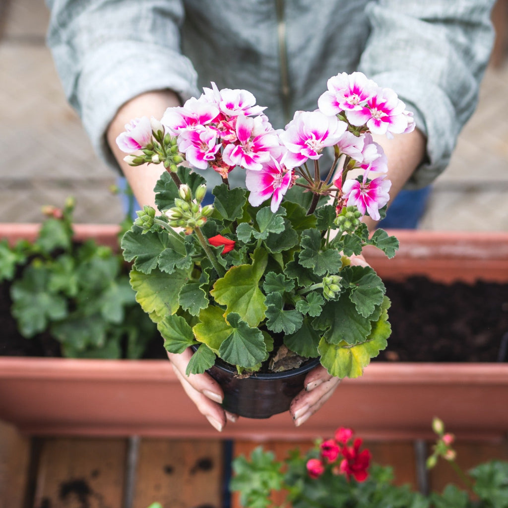potted-geranium-plants-tagged-climate-zone-zone-8-easy-to-grow-bulbs