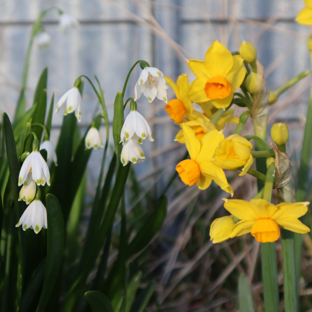 Easy to Grow Naturalizing Bulbs – Easy To Grow Bulbs