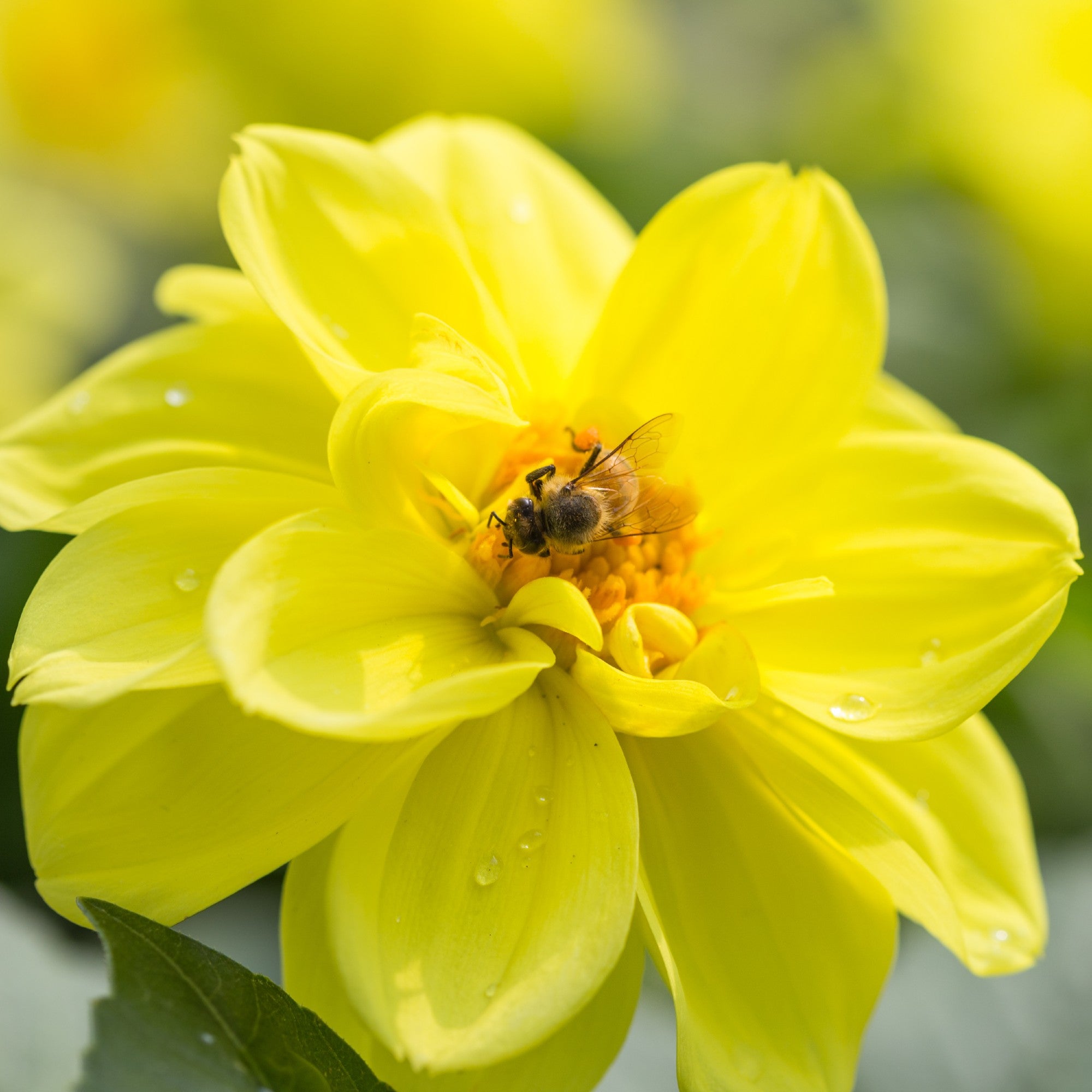 Sip of Sunshine Yellow Bloomers – tagged "Climate Zone_Zone 9" – Easy ...