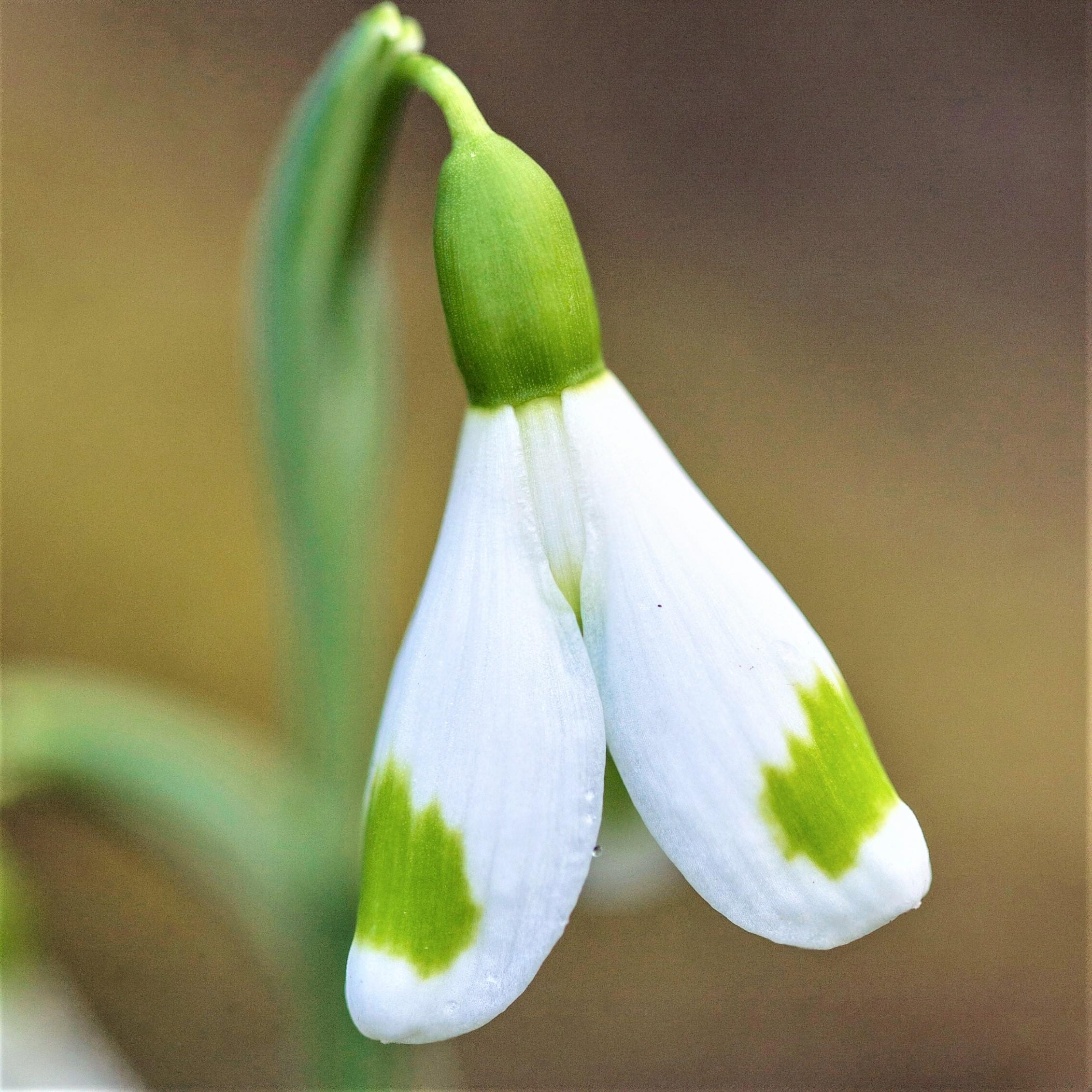 Galanthus & Leucojum Bulbs | Snowdrops & Snowflakes for Sale – Easy To ...
