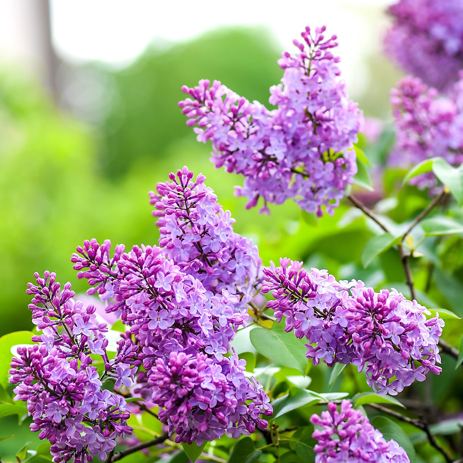 Lilac (Syringa) – Easy To Grow Bulbs