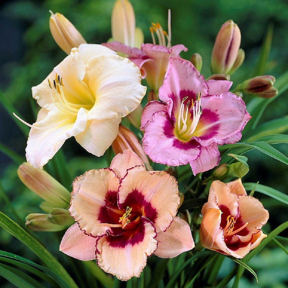 Daylily Plants Online from Easy to Grow – Easy To Grow Bulbs