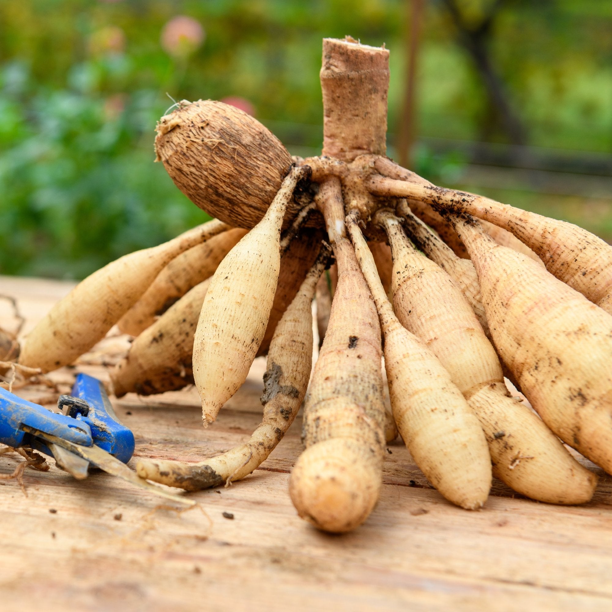 Easy to Grow Spring-Planted Bareroots & Divisions – Easy To Grow Bulbs