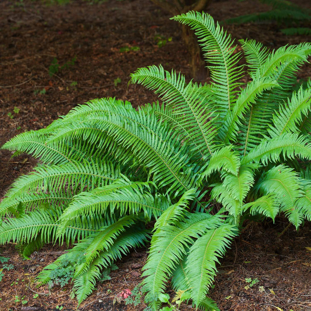 Hardy Garden Ferns – Easy To Grow Bulbs