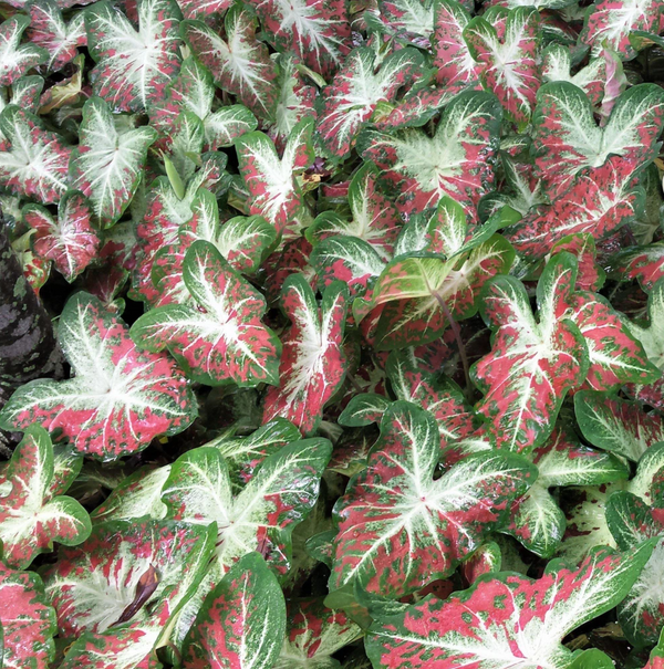 Wicked Foliage – Tagged "Climate Zone_Zone 9" – Easy To Grow Bulbs