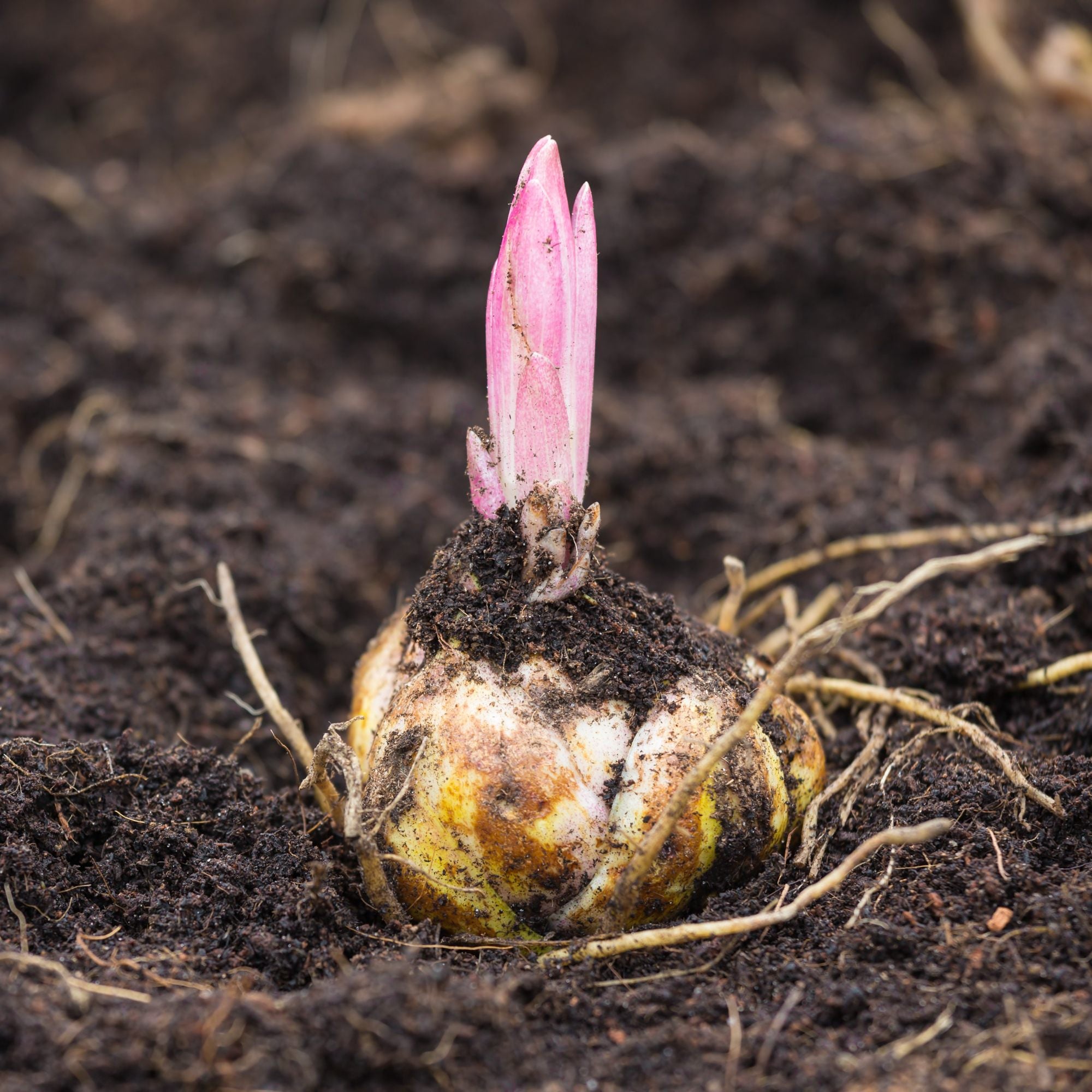 Easy to Grow Spring-Planted Bulbs – Easy To Grow Bulbs