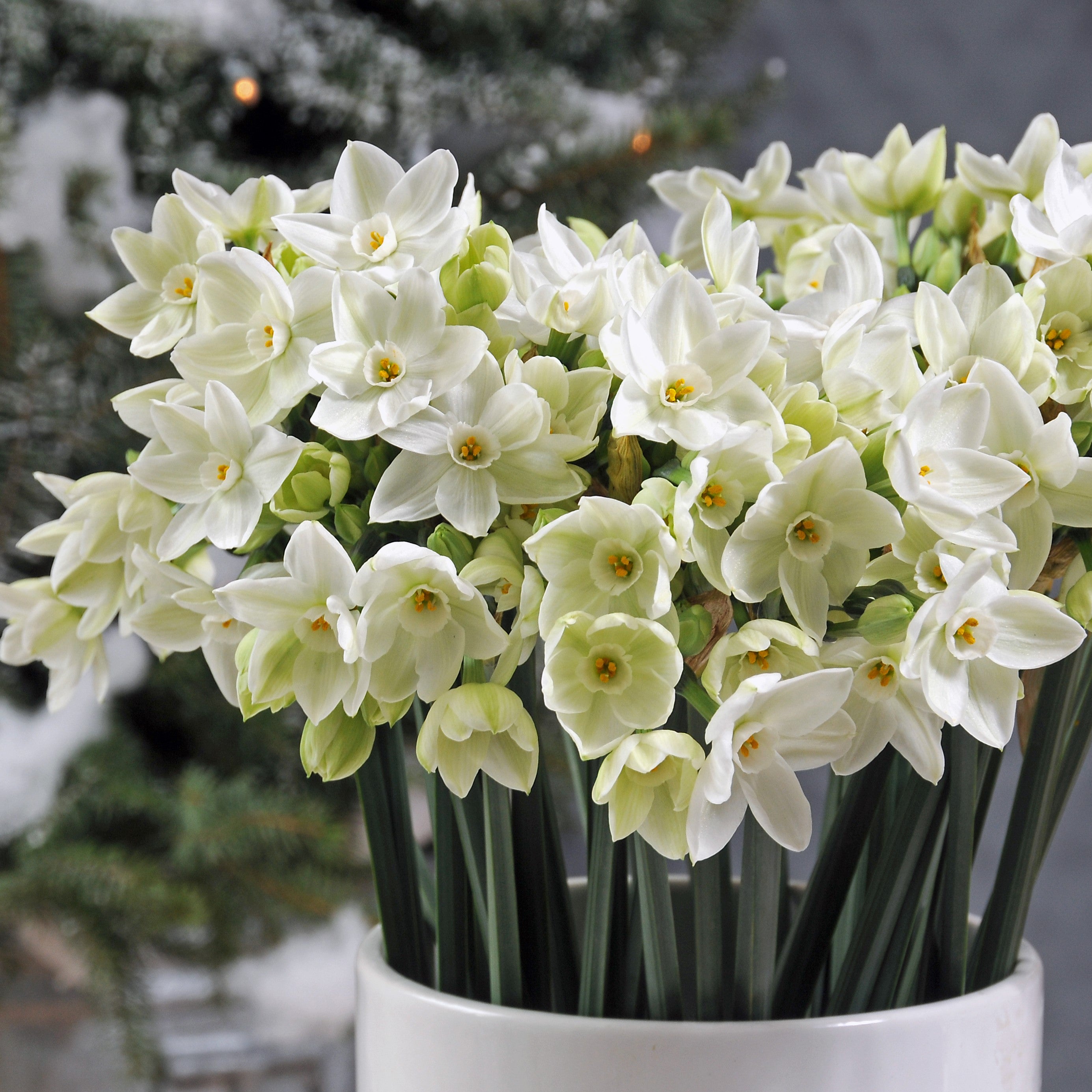 Paperwhite Bulbs for Sale – Easy To Grow Bulbs