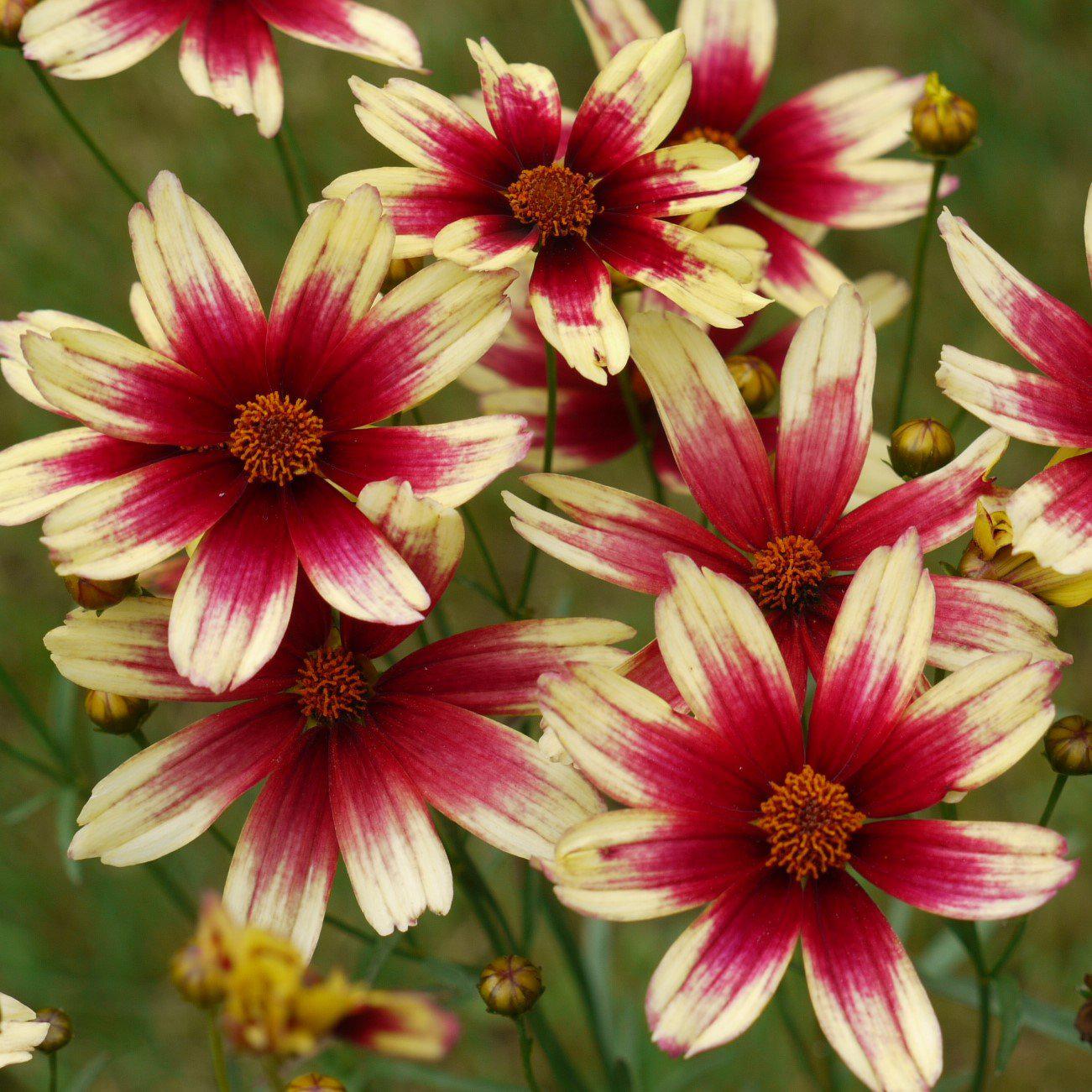 Easy to Grow | Coreopsis Potted Starter Plants – Easy To Grow Bulbs
