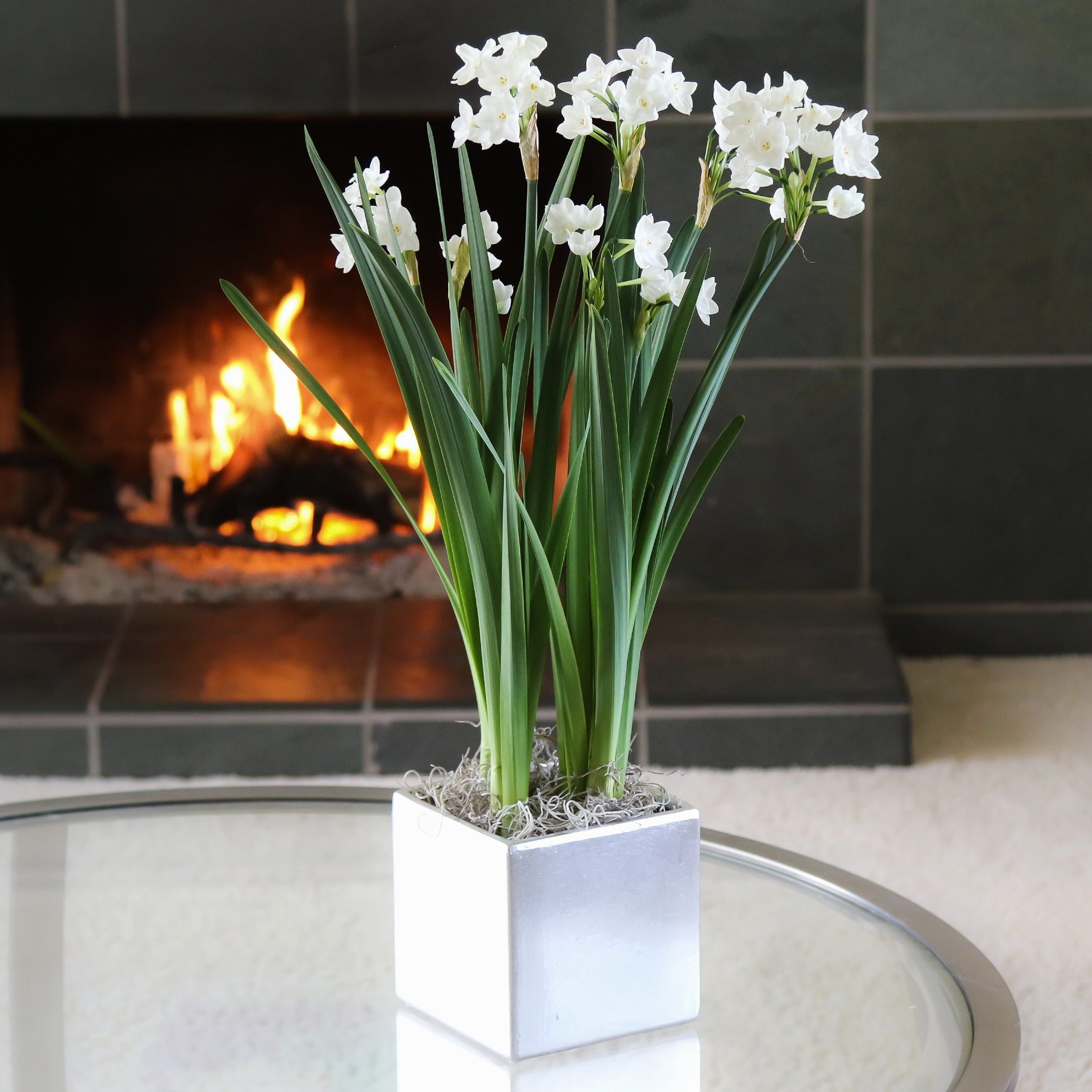 Paperwhite Gifts for Any Occasion! – Easy To Grow Bulbs