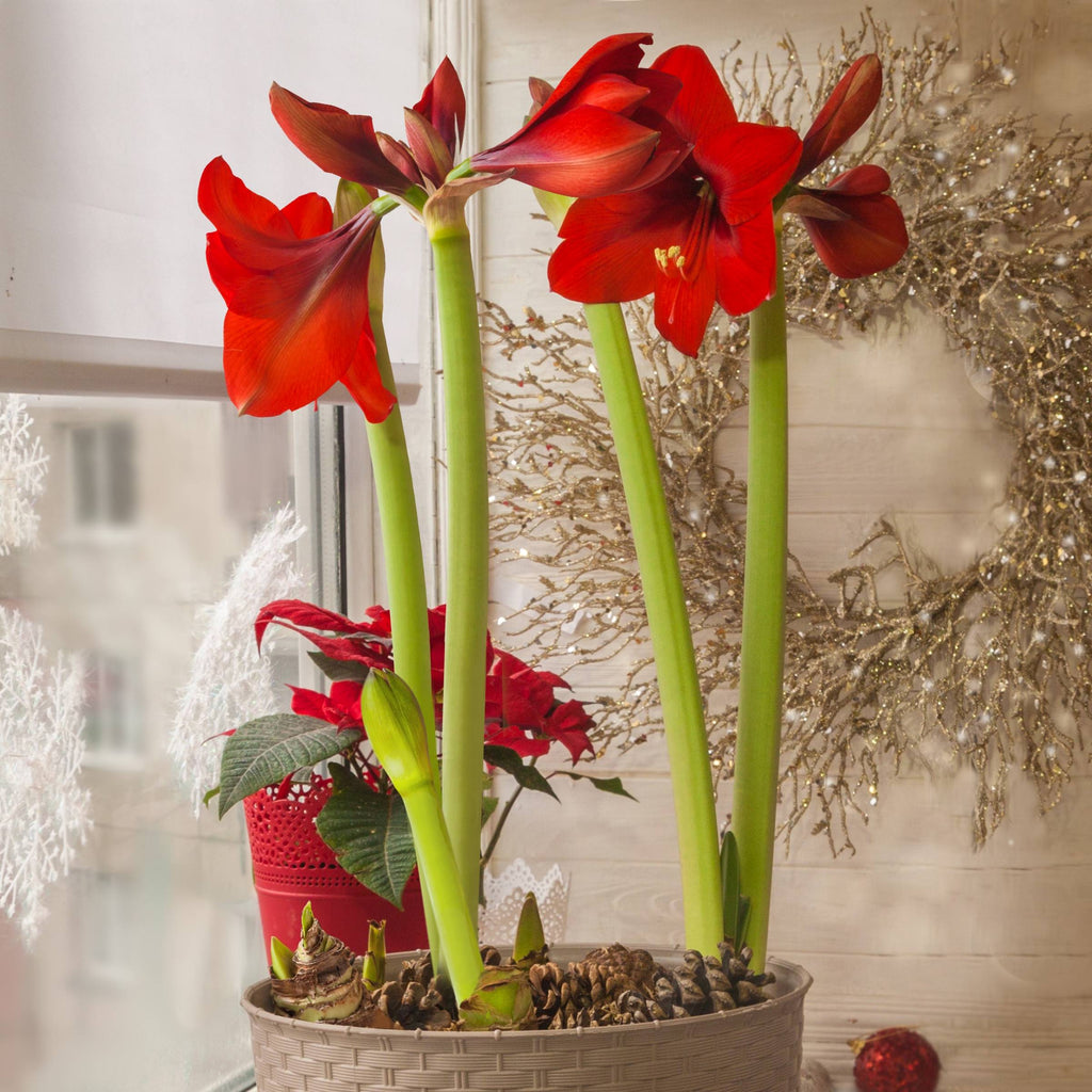 Easy to Grow Holiday Blooms - Amaryllis & Paperwhite Bulbs for Sale ...